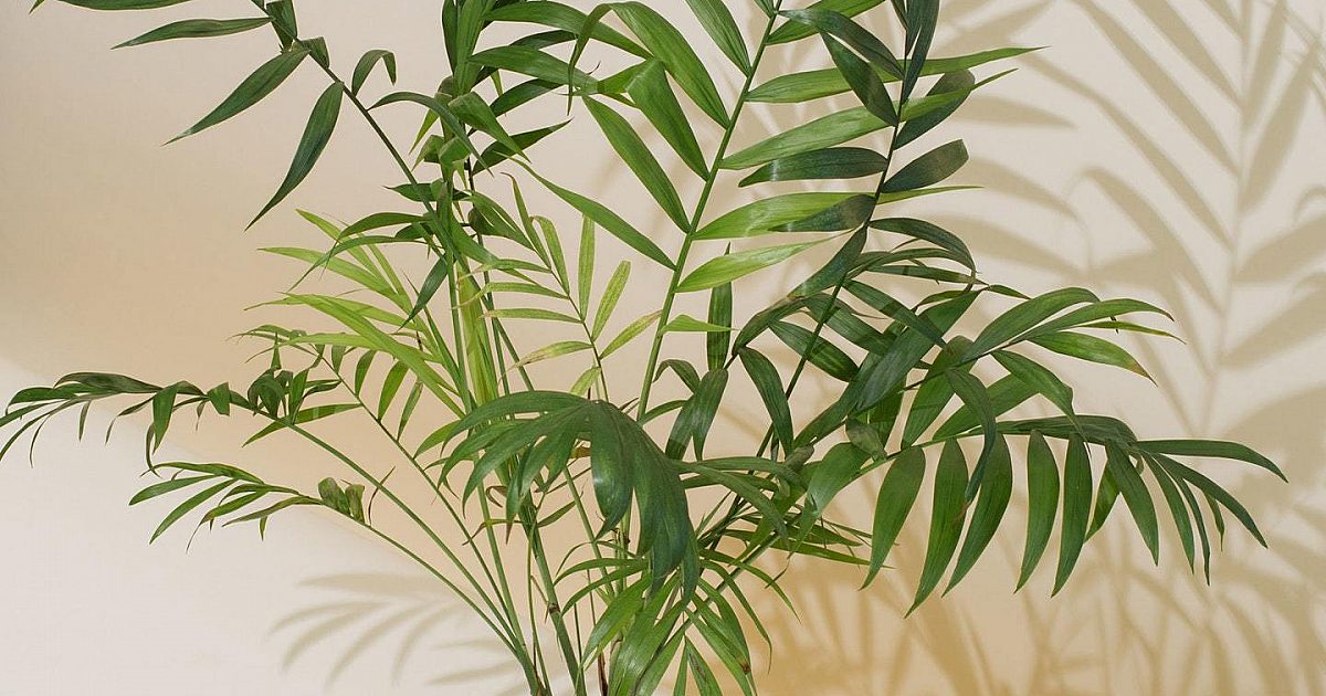 Air Cleaning Plants with Floom | Detox Kitchen